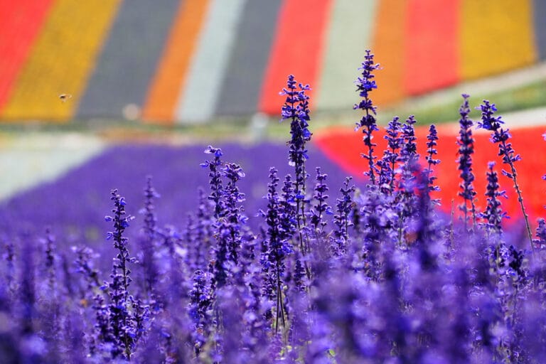 Hokkaido | Best of Japan | Dé Japanspecialist